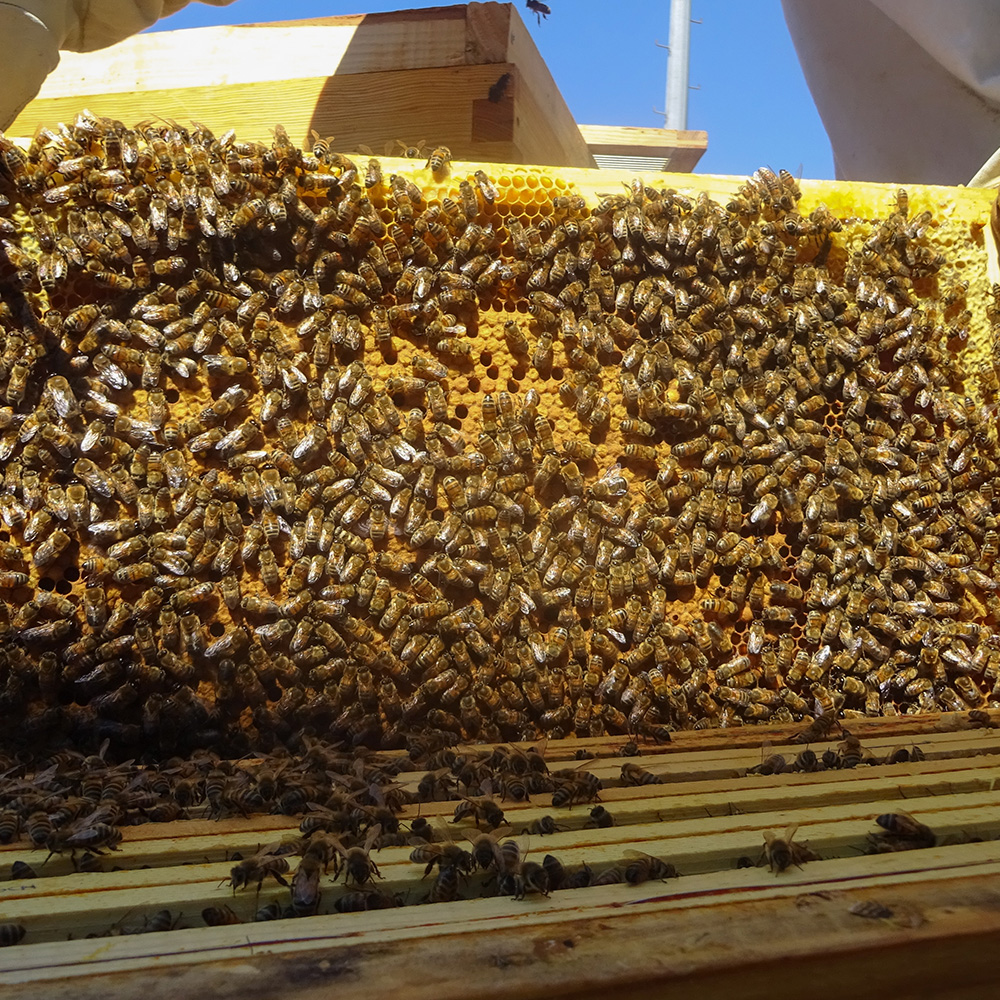 Colonie d'abeilles Buckfast en ruchette 6 cadres Dadant - Maison Lerouge